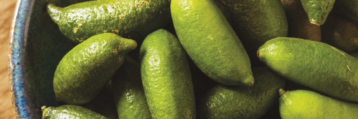 Bush Food: Rediscovering Aussie bush foods, Bush Tucker Shop