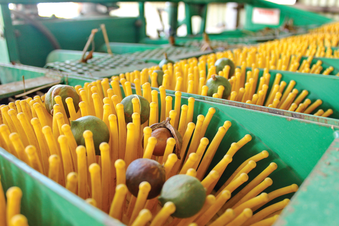 Barenuts Macadamia Nut Farm: Going Nuts - Baking Business