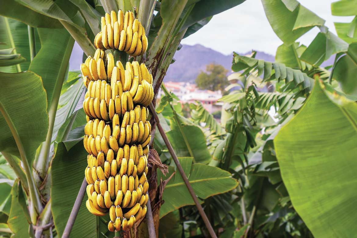 Go bananas with flour is making a bunch of noise in gluten-free circles
