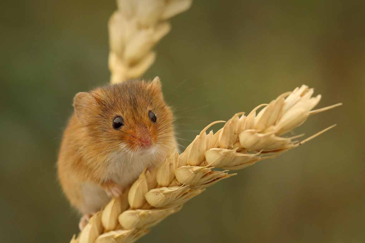 Mouse plague threatens Australian wheat crops - Baking Business