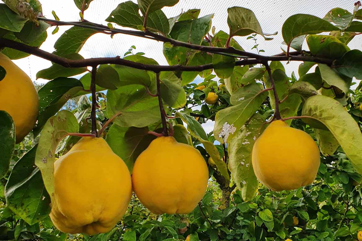 Home Grown: South Australia's Quince HQ - Baking Business