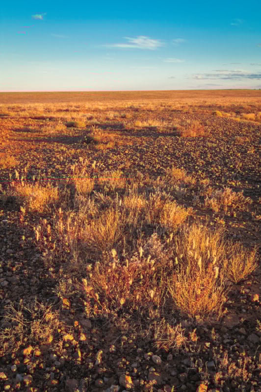 Australia's Native Ingredients - Baking Business