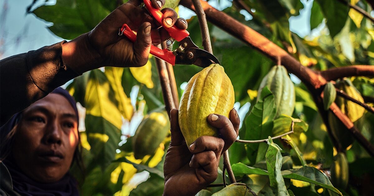 Are rising cocoa prices affecting chocolate prices? | Baking Business