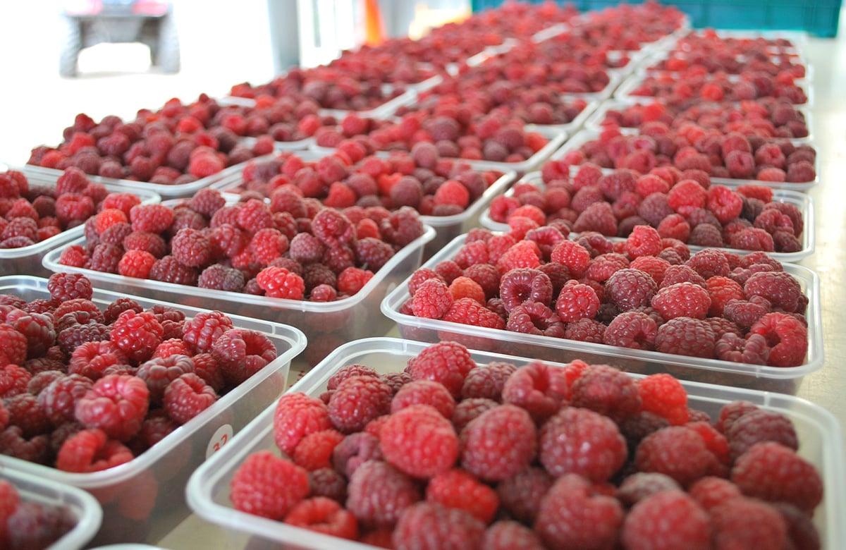 Raspberries: the perfect gem - Baking Business